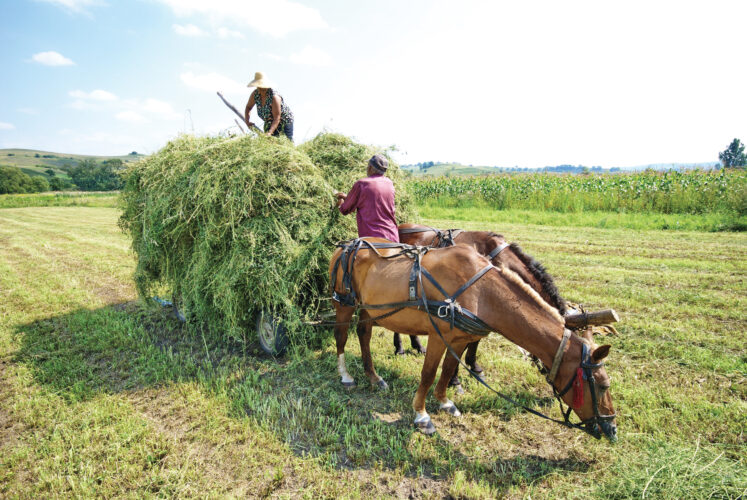 Making Hay By Hand: How to Use a Scythe - Grit